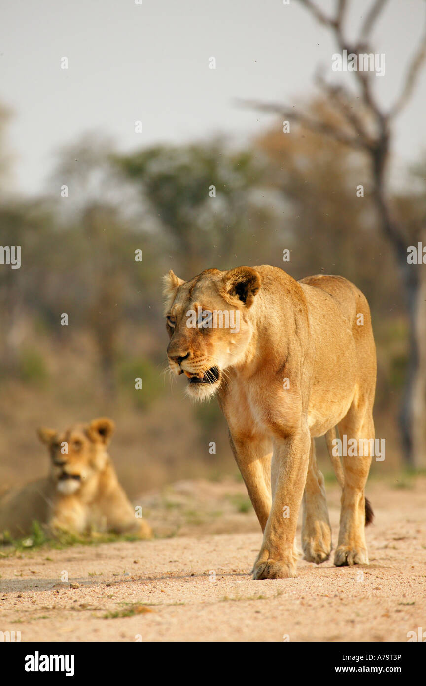 A single lioness walking towards the camera Sabi Sand Game Reserve ...