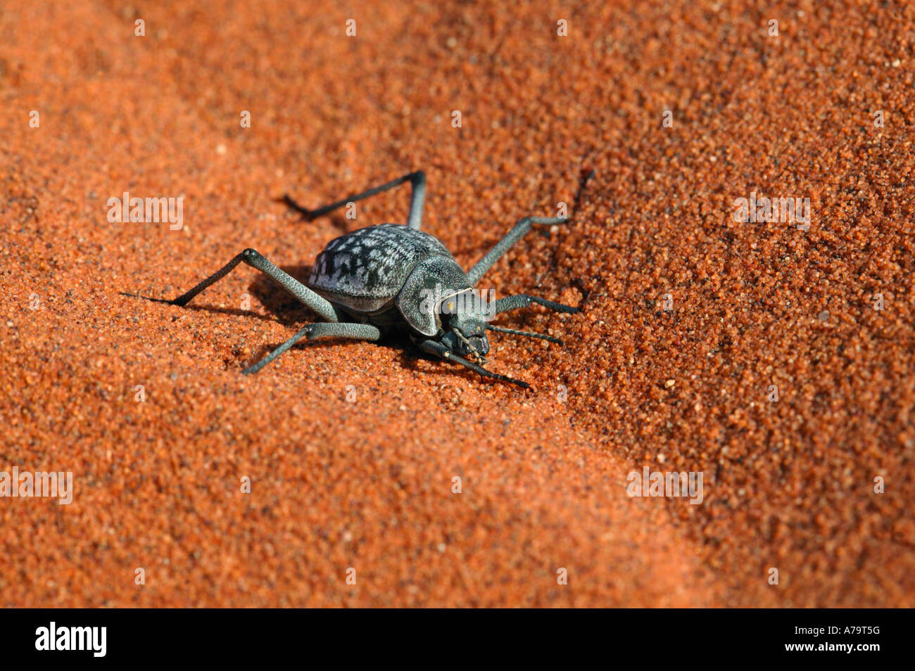 A black long legged dune insect on a red sand dune in Sossusvlei ...