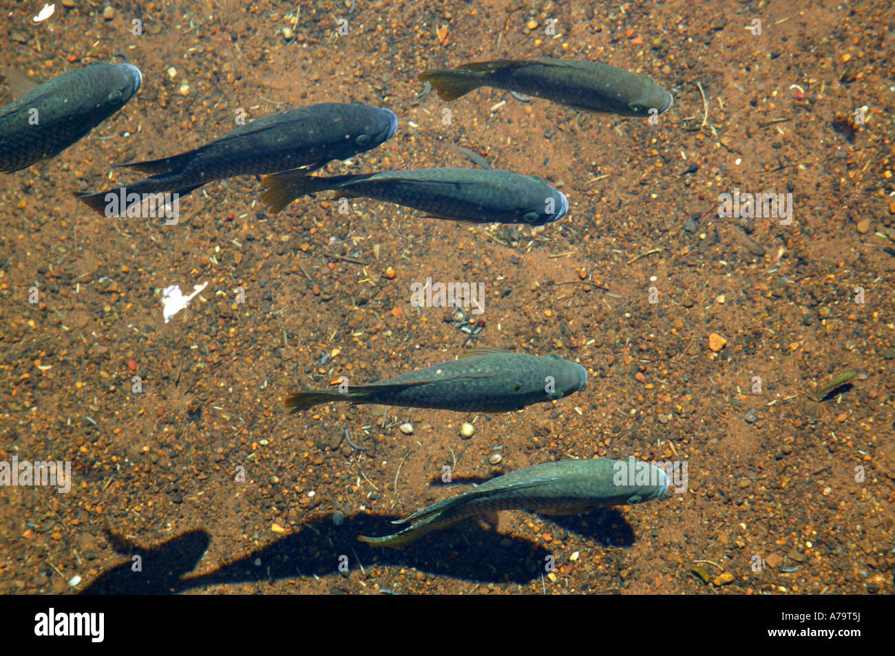 A small school of bream Kurper in the crystal clear water of the eye ...