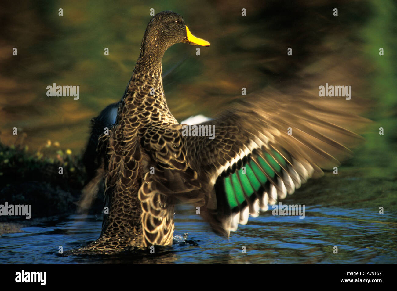 Overlapping wings hi-res stock photography and images - Alamy