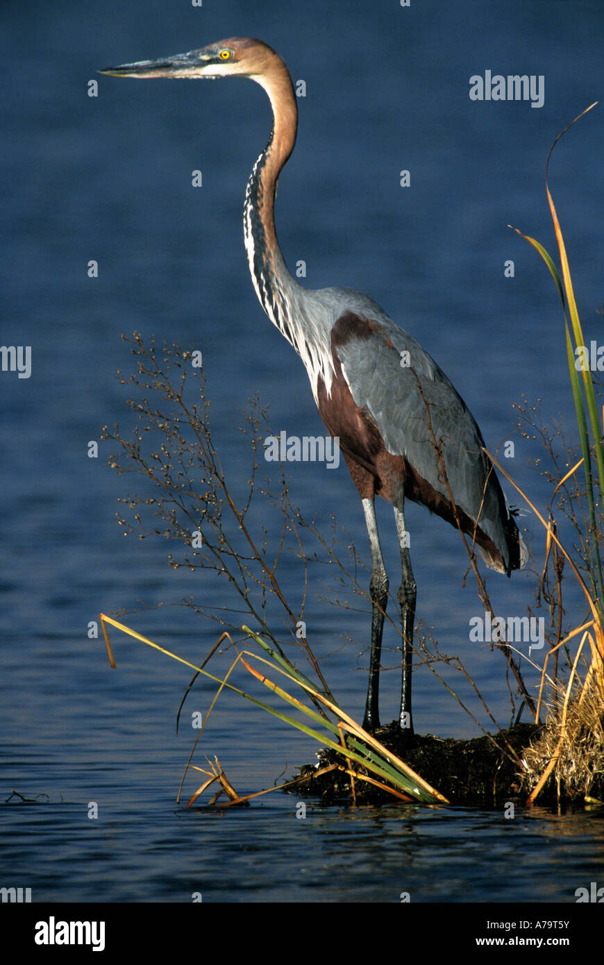 Goliath heron standing at the waters edge Gauteng South Africa Stock ...