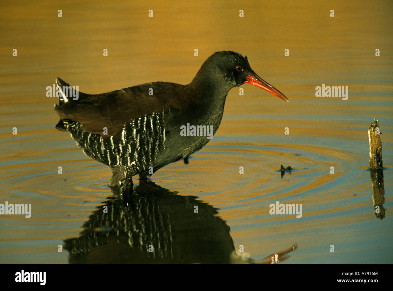 African rail standing in water Johannesburg Gauteng South Africa Stock ...