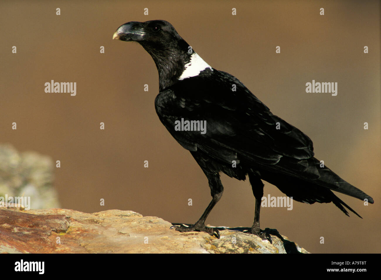 White necked raven Giants castle Kwazulu Natal South Africa Stock Photo ...