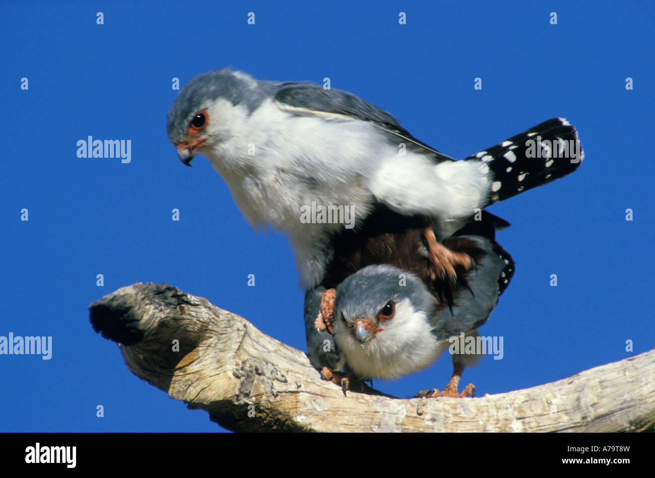 Pygmy falcon pair mating Kgalagadi Transfrontier Park Northern Cape ...