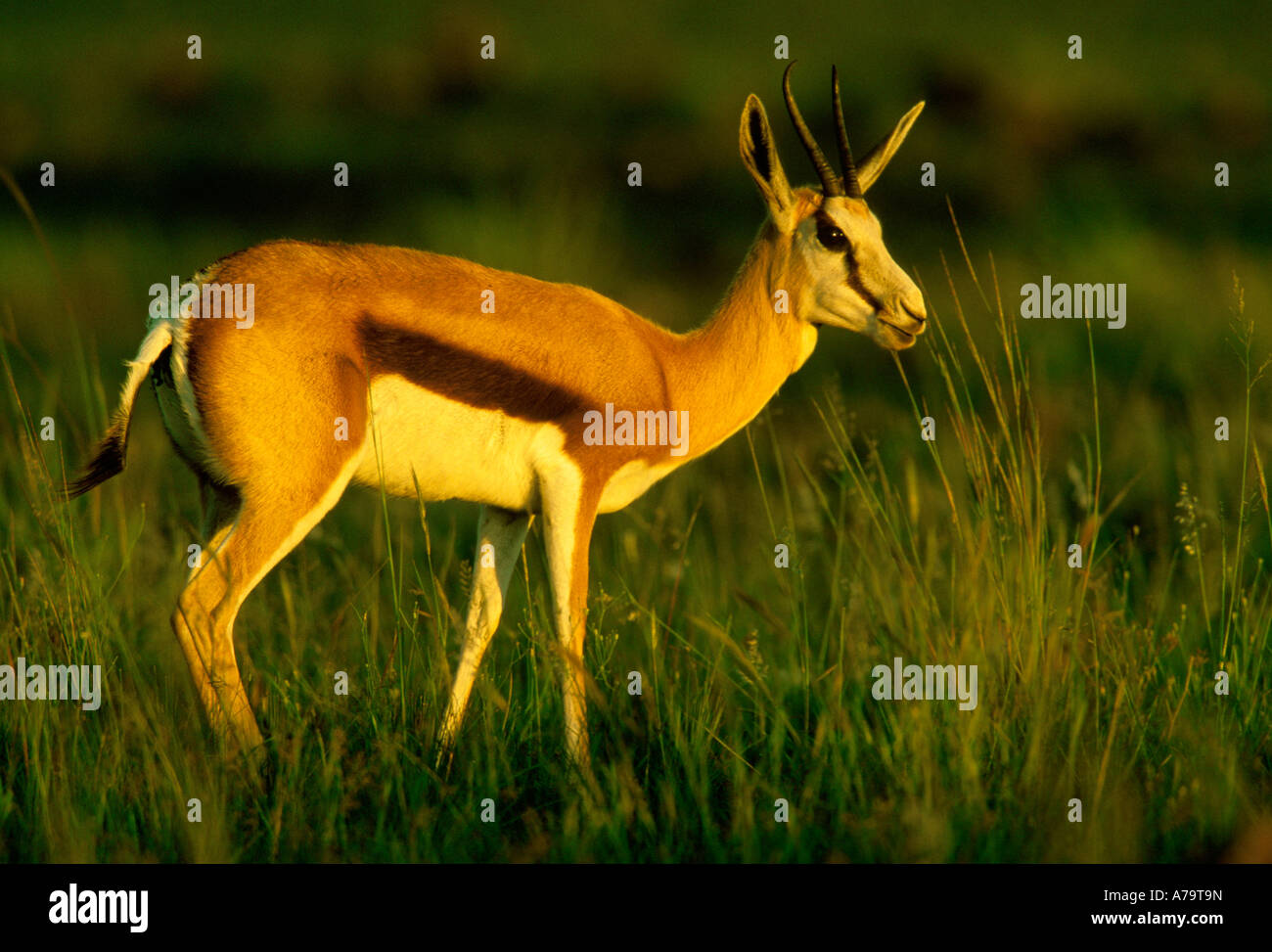 Springbok ram standing in grass in warm light Kgalagadi Transfrontier ...