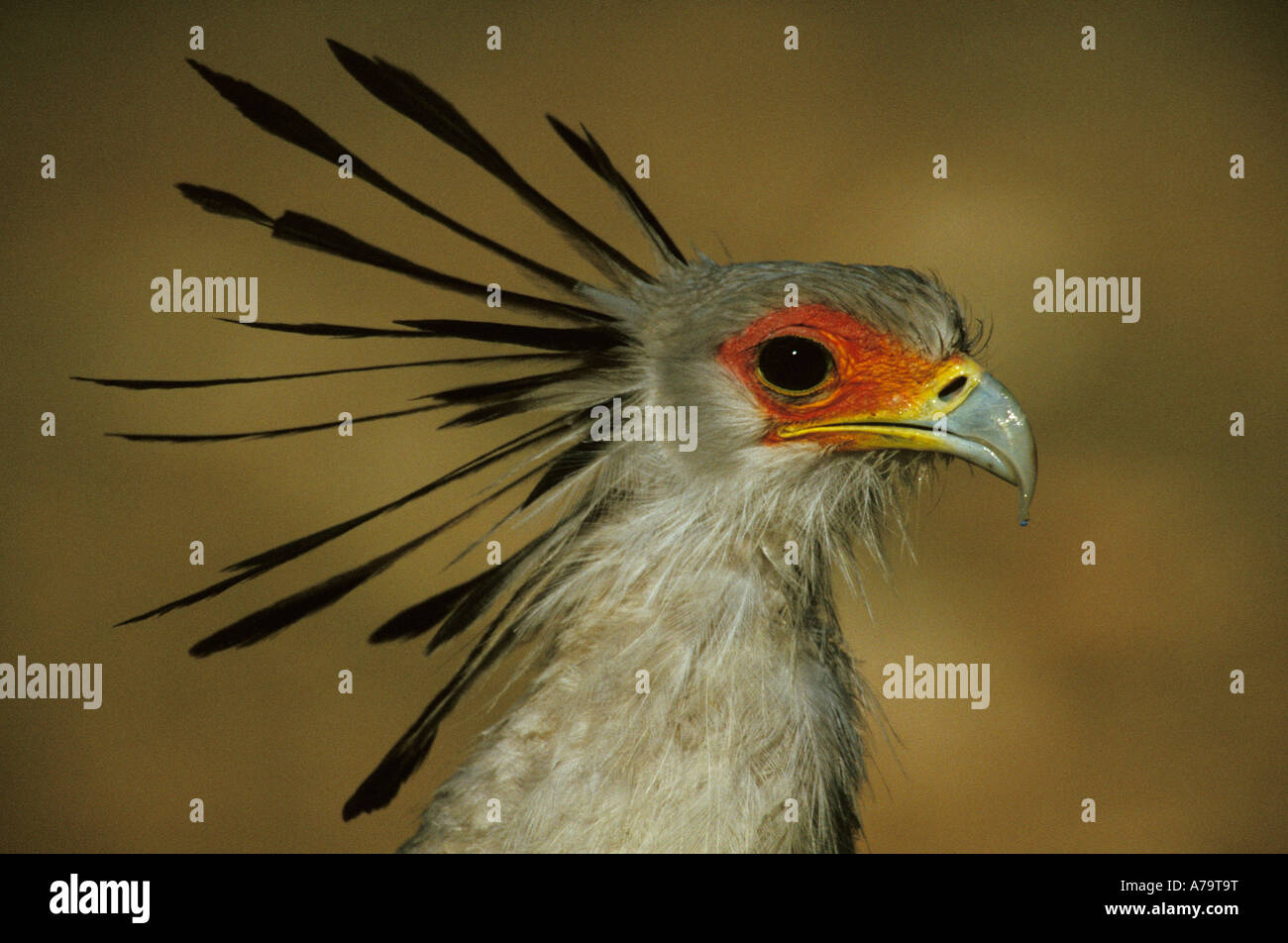 Secretary bird portrait Johannesburg Gauteng South Africa Stock Photo ...