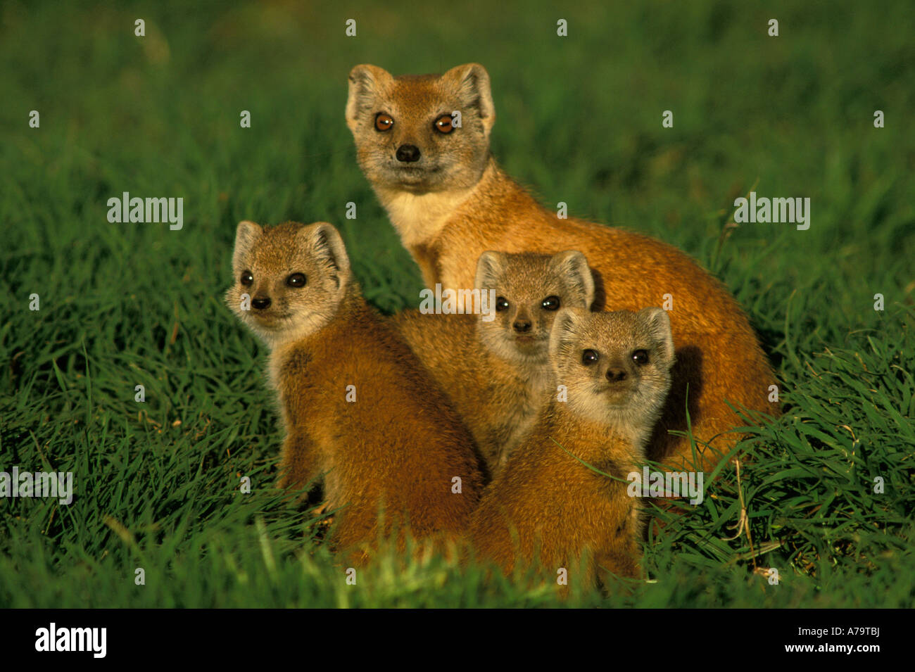 A yellow mongoose family unit with three pups South Africa Stock Photo ...