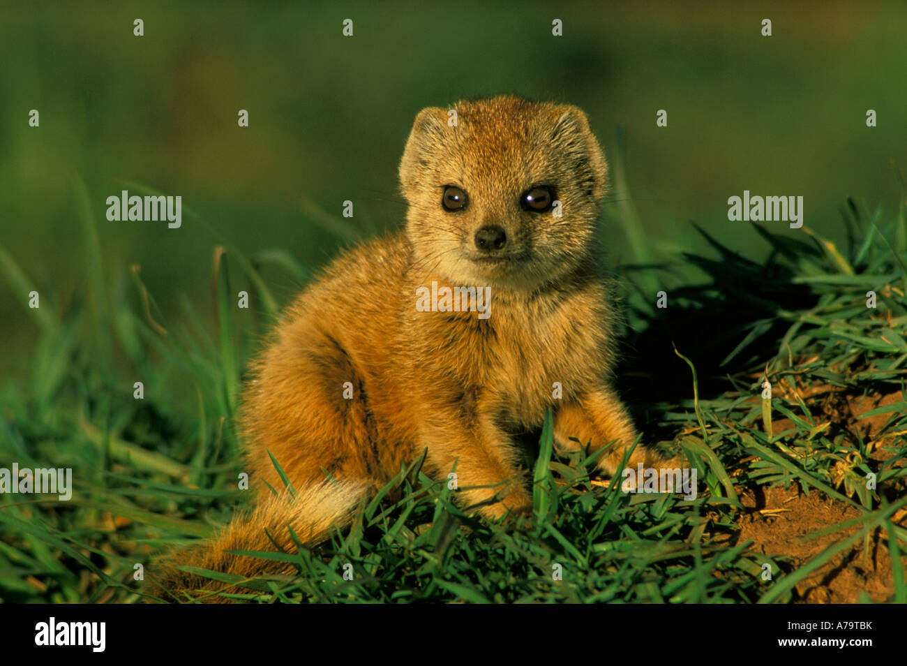 A young yellow mongoose pup on lush green grass South Africa Stock ...