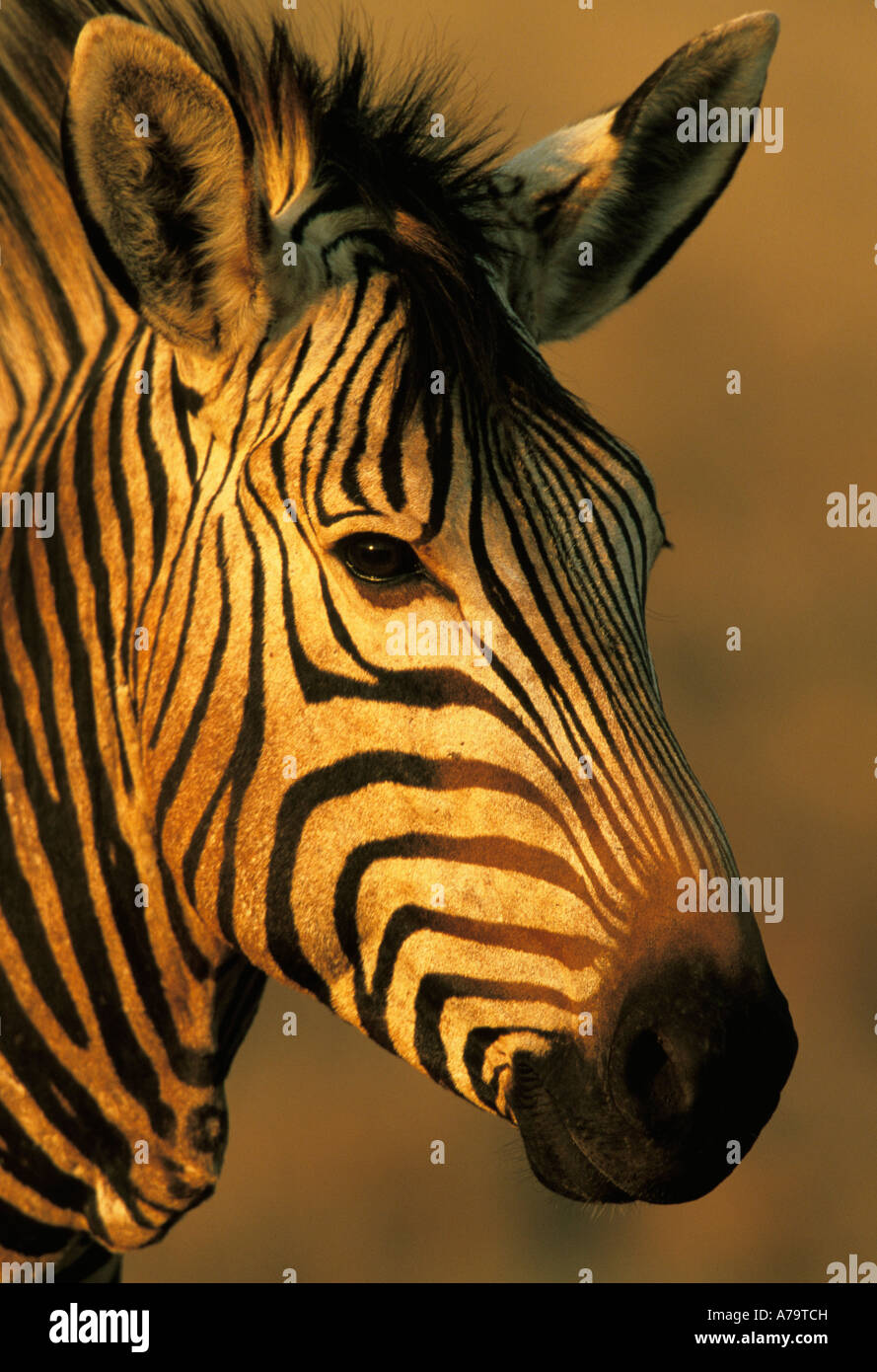 Distinctive dewlap hi-res stock photography and images - Alamy