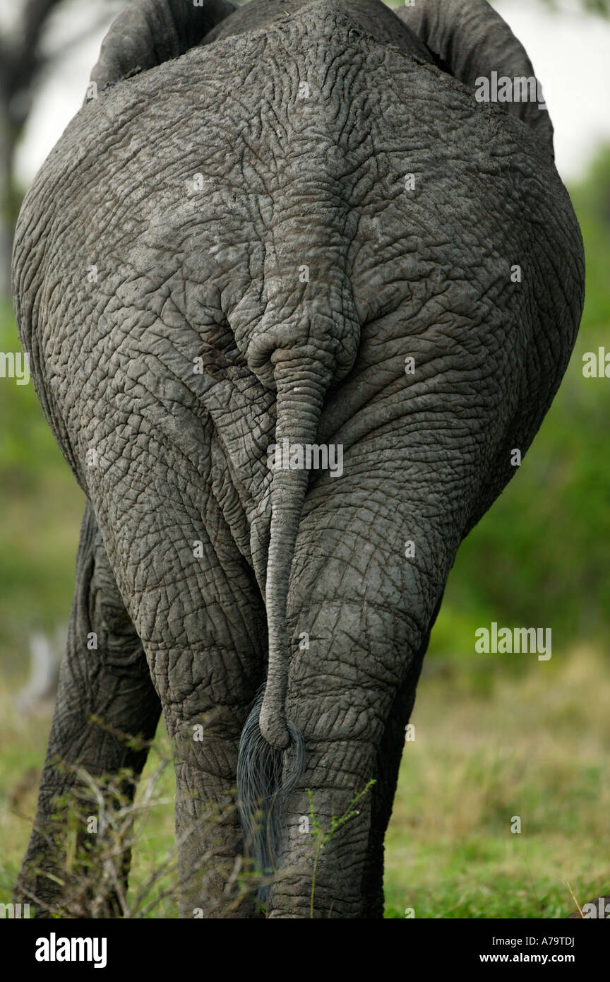 The rear view of a bull African elephant Sabi Sand Game Reserve ...