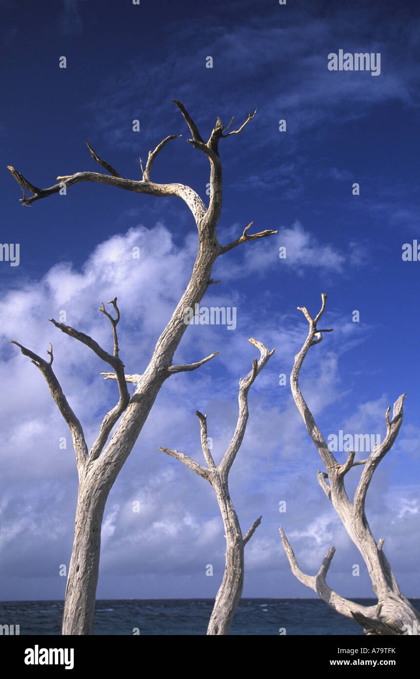 Old dead skeletal trees hi-res stock photography and images - Alamy