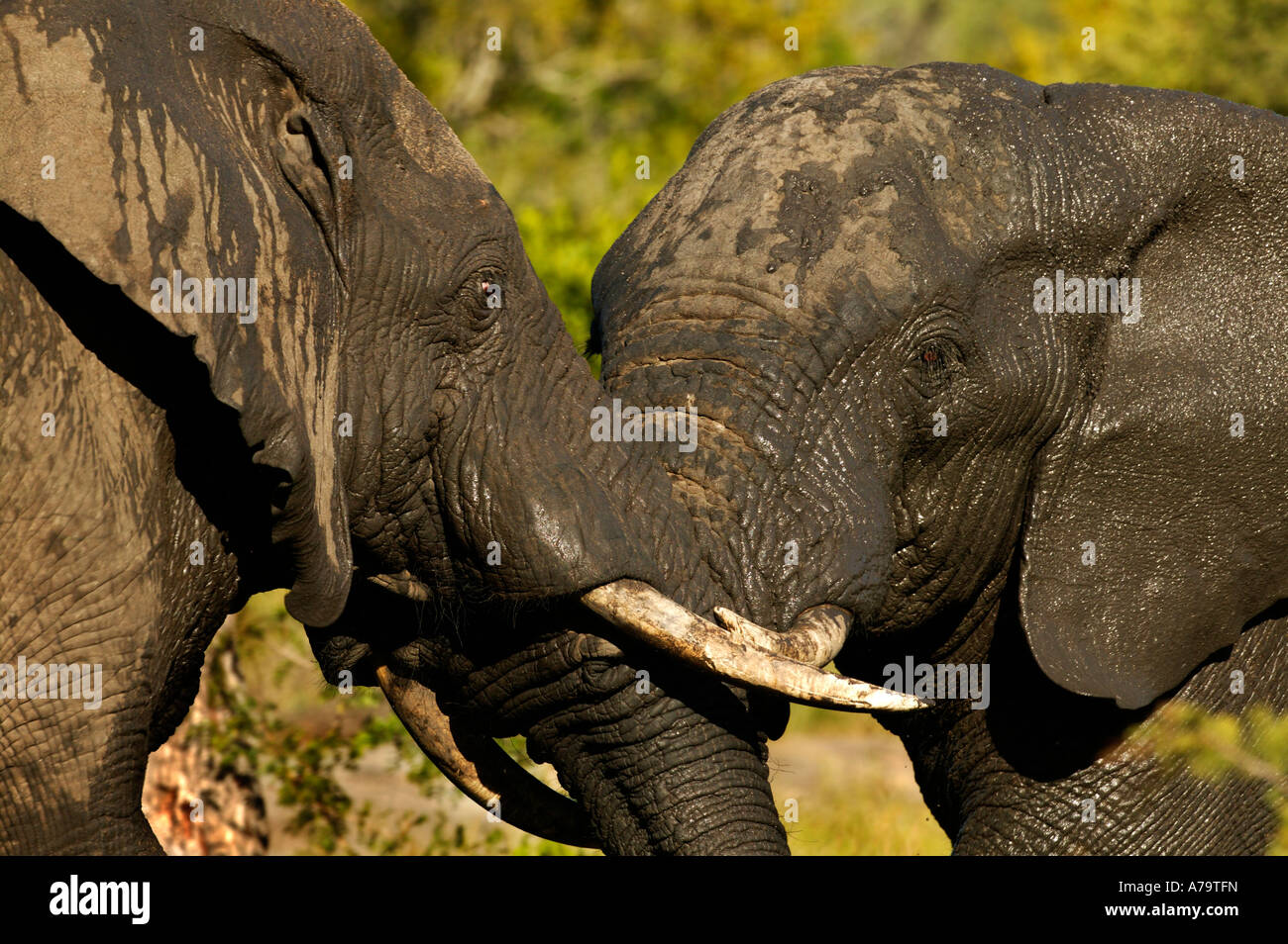 Two African elephants with their eyes visible face to face while ...