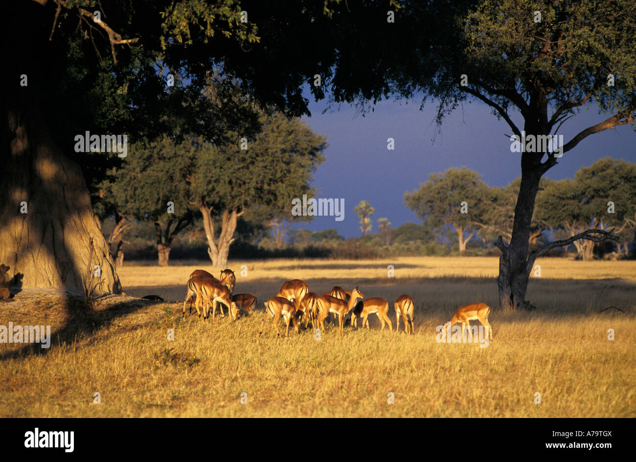 Hwange national park zimbabwe trees hi-res stock photography and images ...
