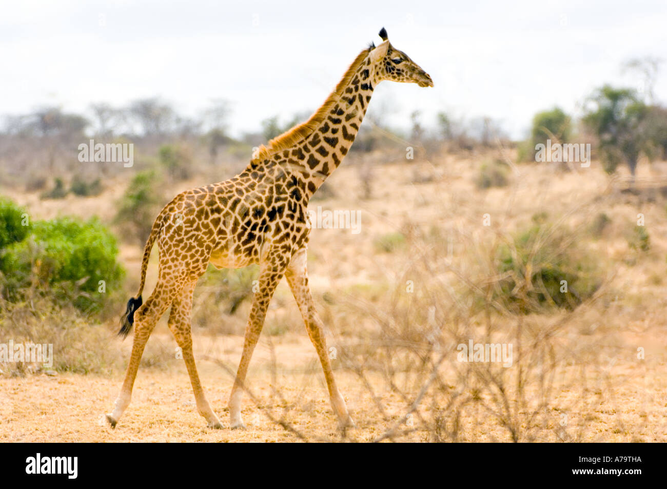 Masai giraffe picture hi-res stock photography and images - Alamy