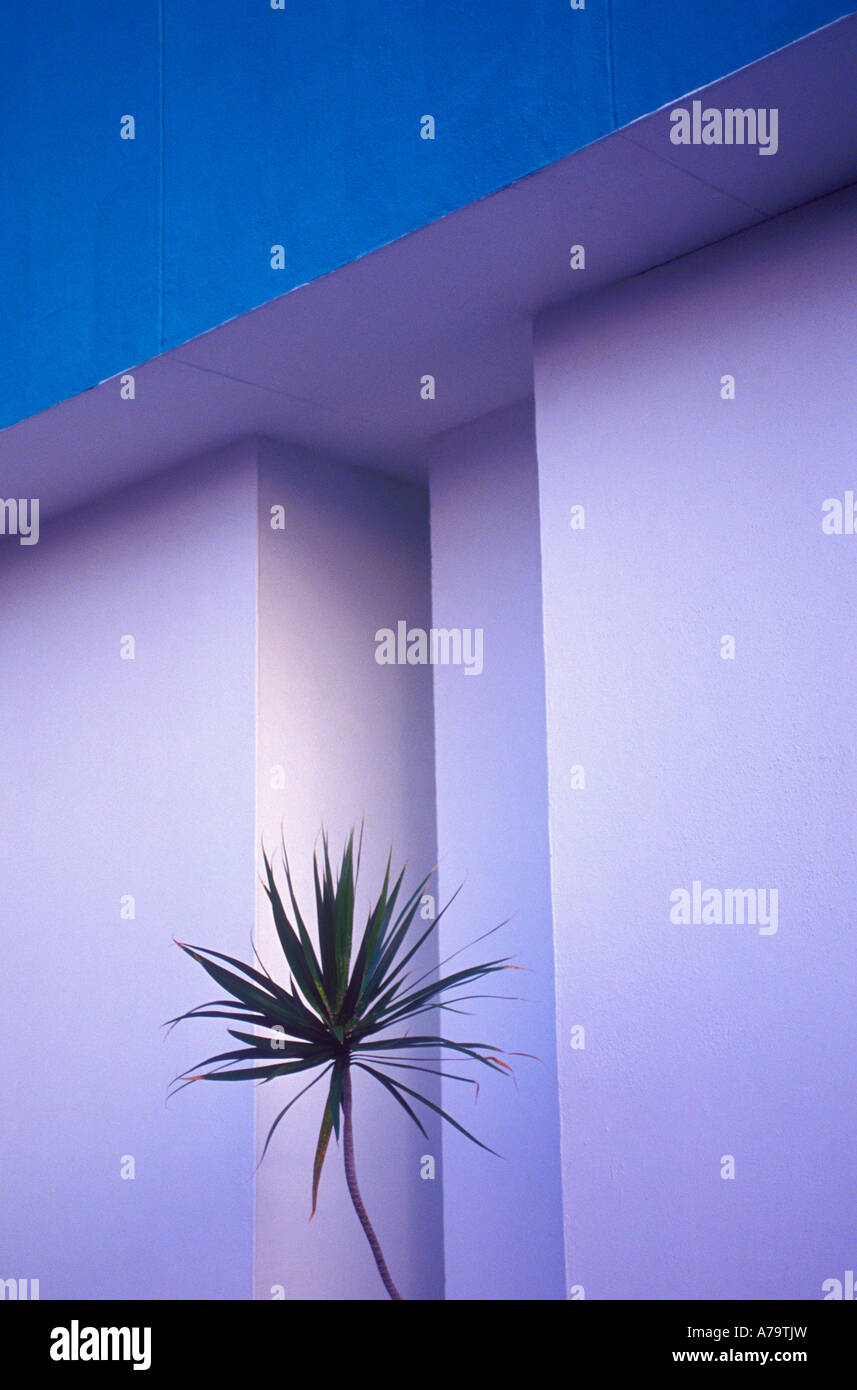 Young tree in front of colourful wall Stock Photo - Alamy