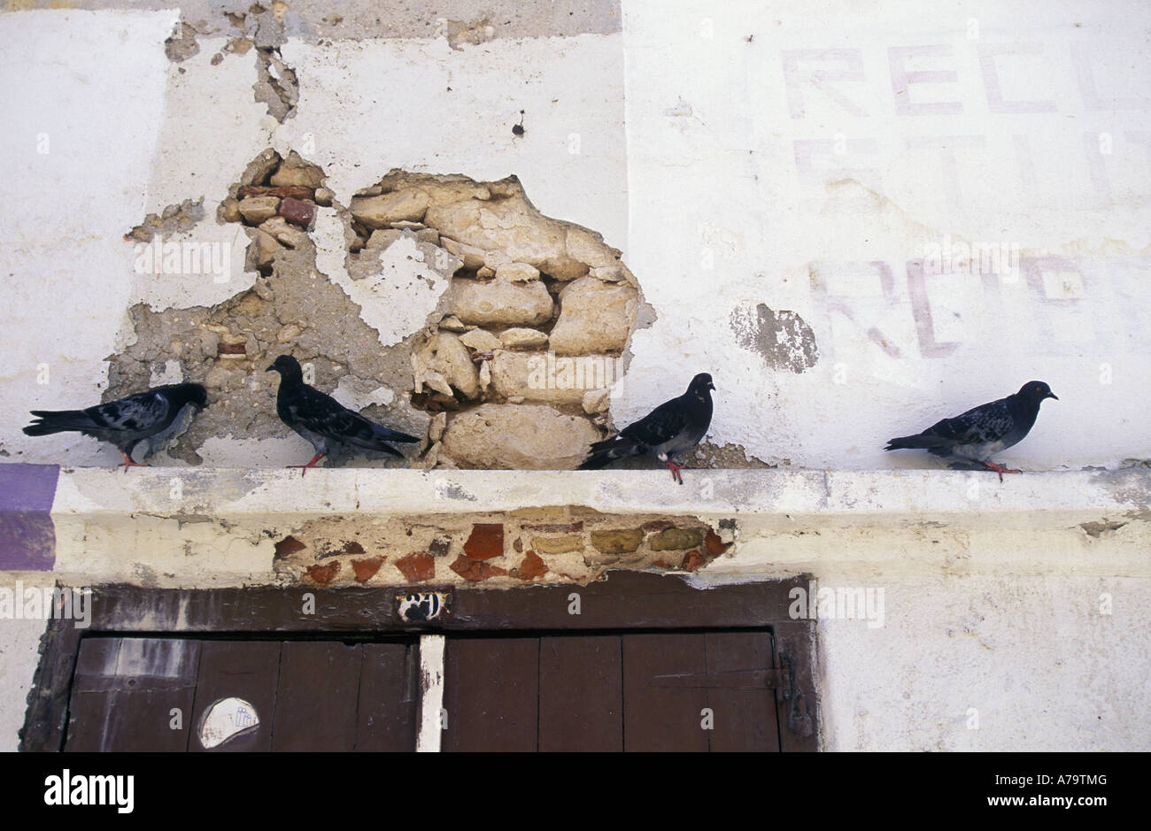 Pigeons on ledge above a doorway and broken stucco and stone wall Stock ...