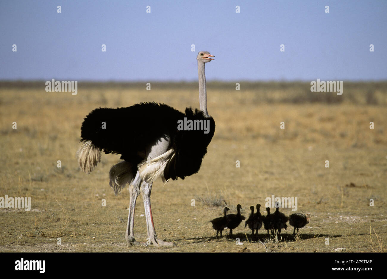 Male ostrich and chicks standing in the shadow cast by the male ostrich ...
