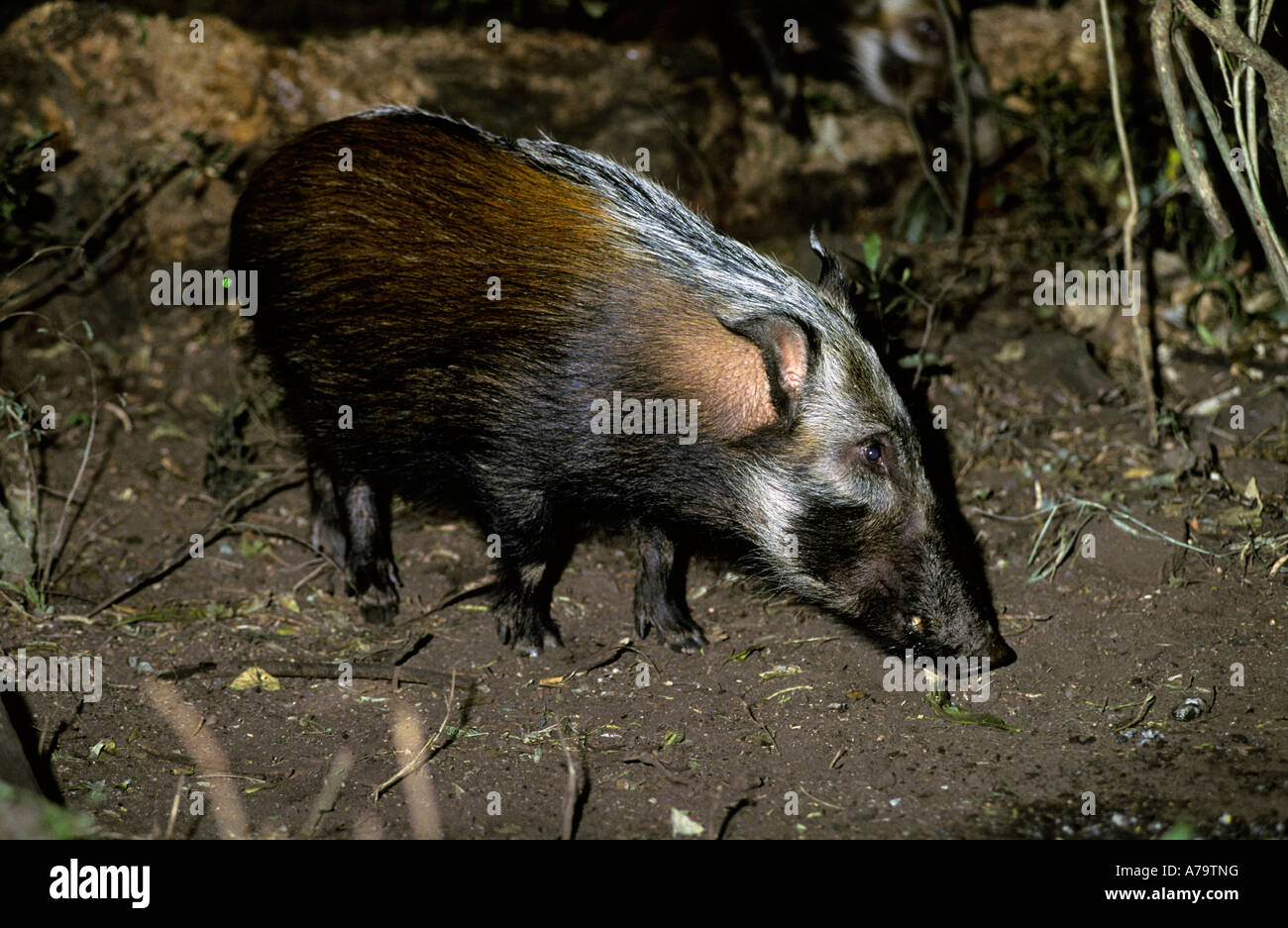 Bushpig at night in Moholoholo Forest Camp Moholoholo Forest Camp ...
