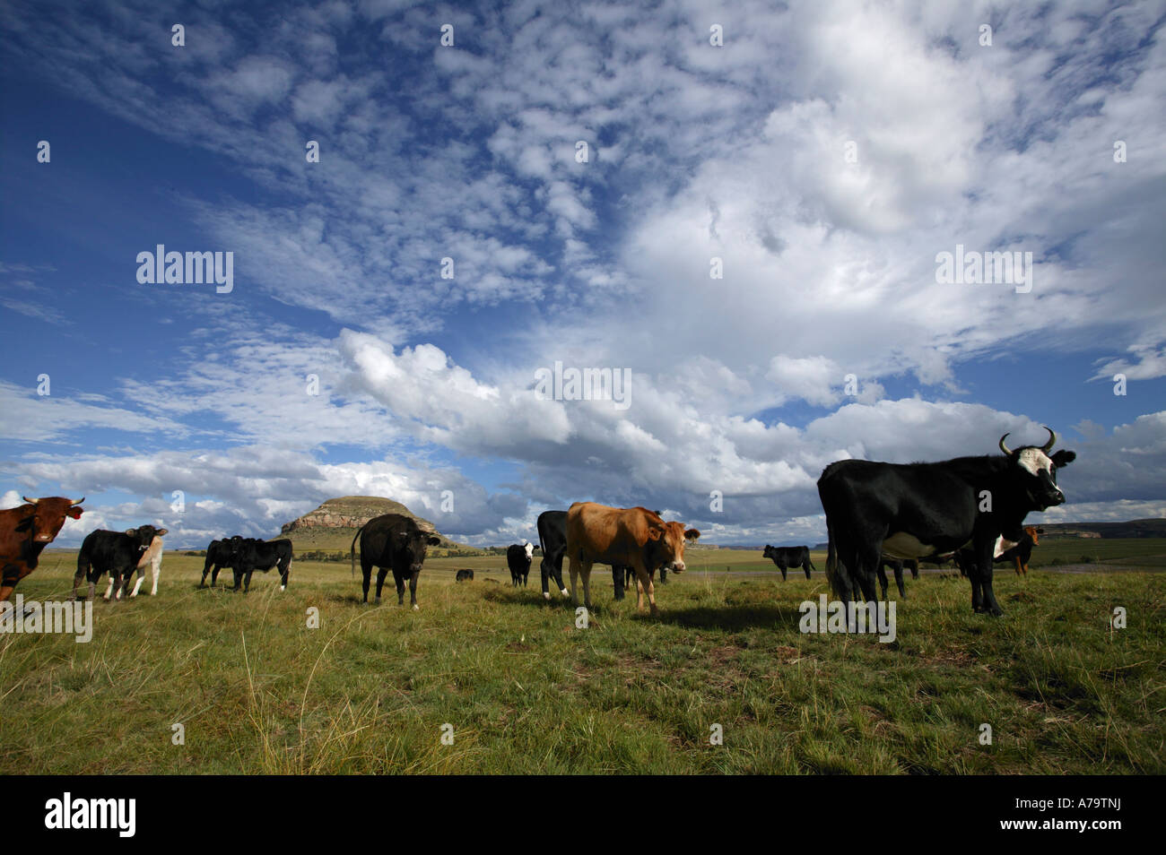 The cattle herd hi-res stock photography and images - Alamy