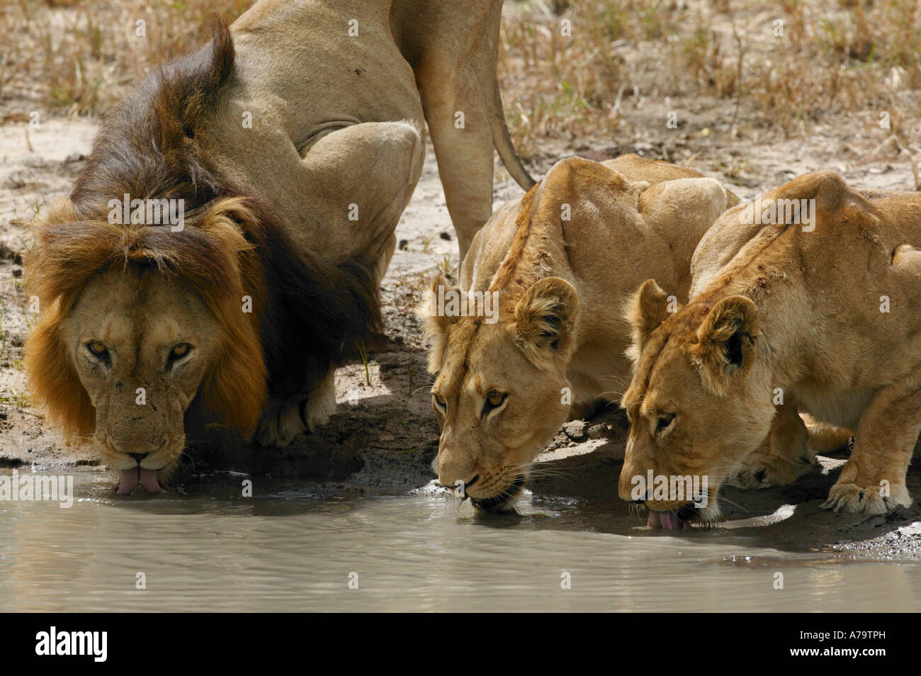 From black lion hi-res stock photography and images - Alamy