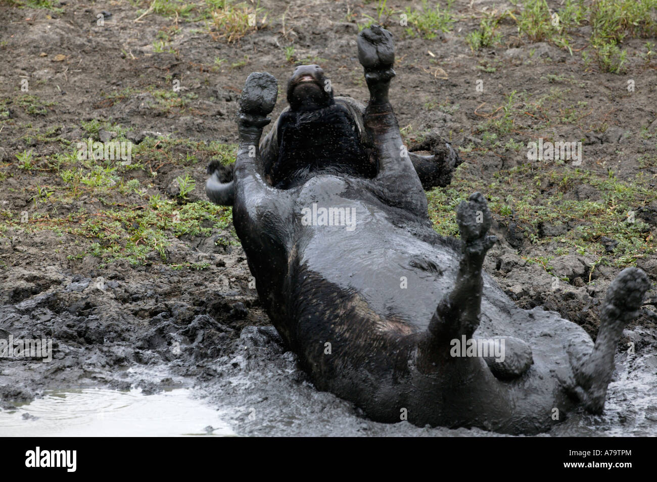 Mud hole hi-res stock photography and images - Alamy
