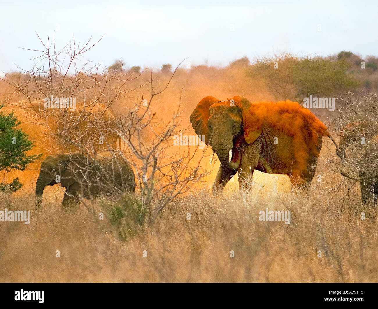 The famous red elephant elefant of TSAVO WEST red-dusted reddust dusty ...
