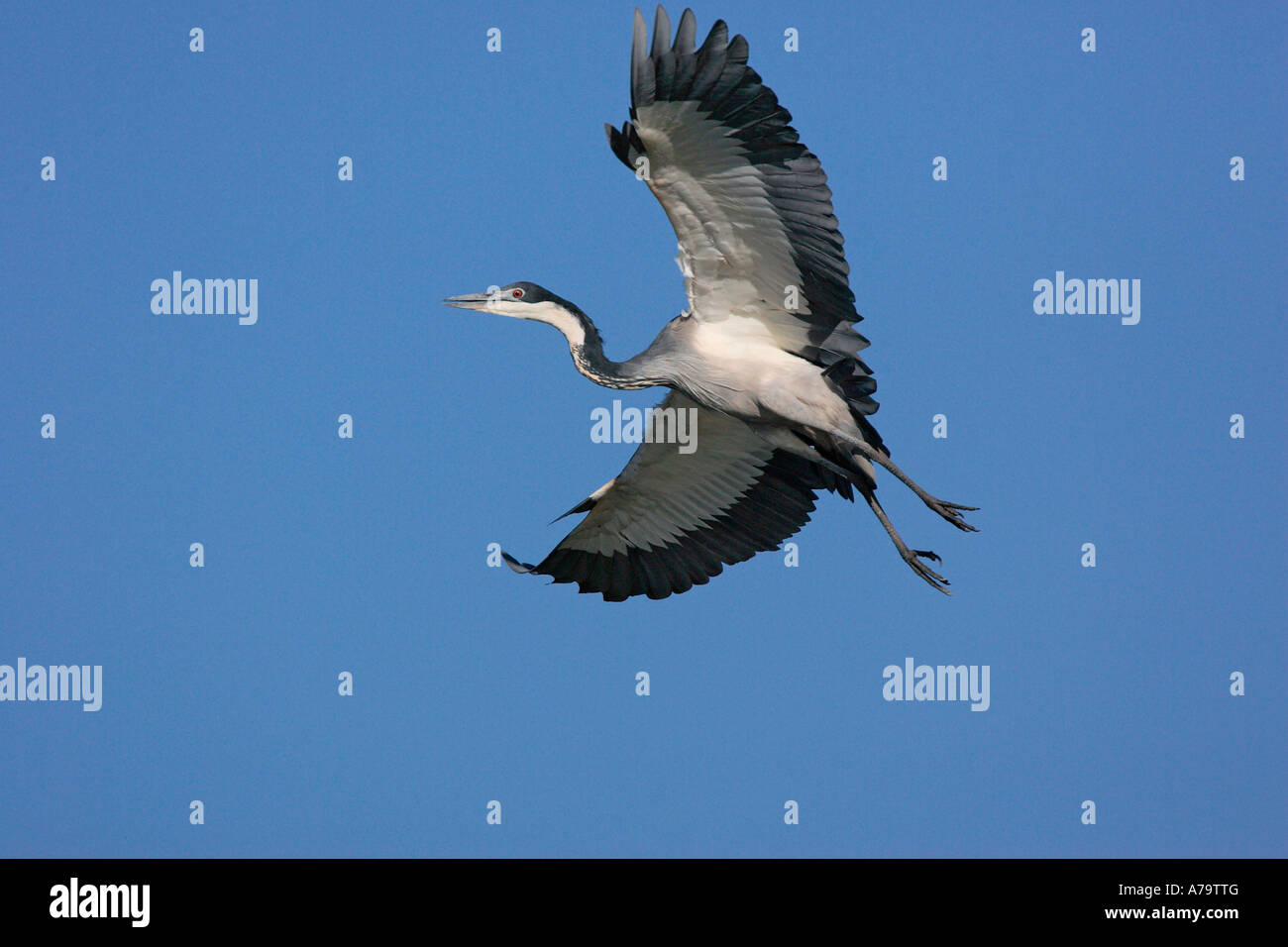 Blackheaded Heron in flight against blue sky Midrand Eskom Dam Gauteng ...