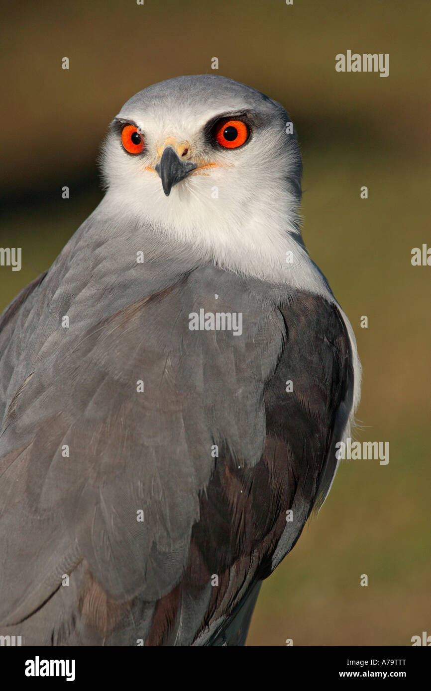 Black shouldered Kite portrait Stellenbosch Western Cape South Africa ...