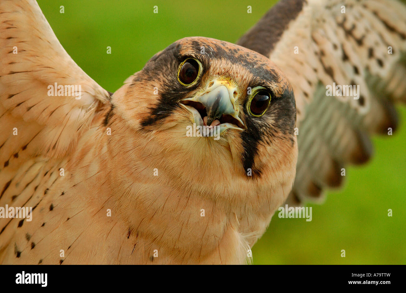 Looking startled hi-res stock photography and images - Alamy