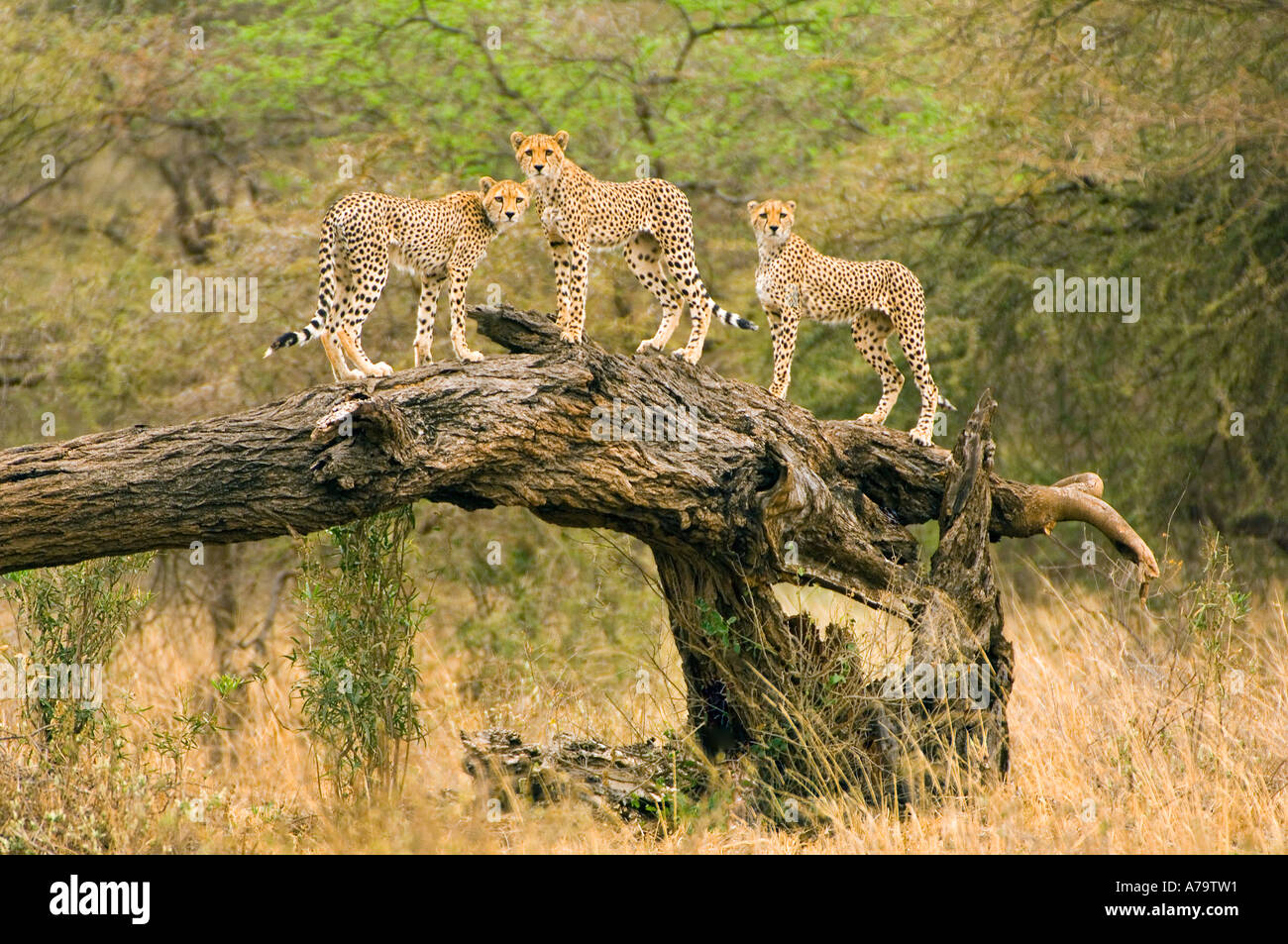3 three young gepard cheetah hunting tree standing on a log bole tree ...