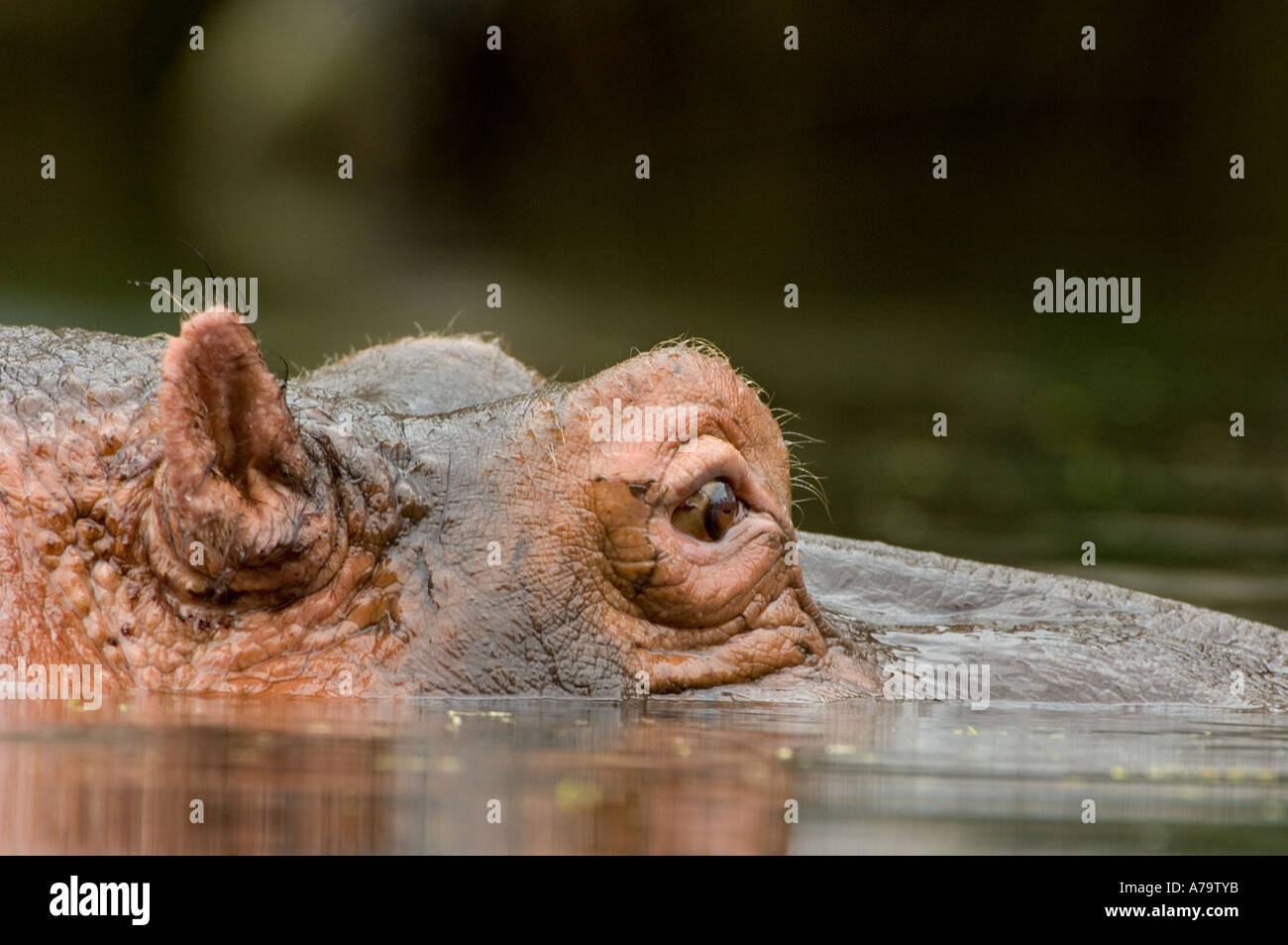 head eye and ear of a hippopotamus hippo bathing in the river swimming ...