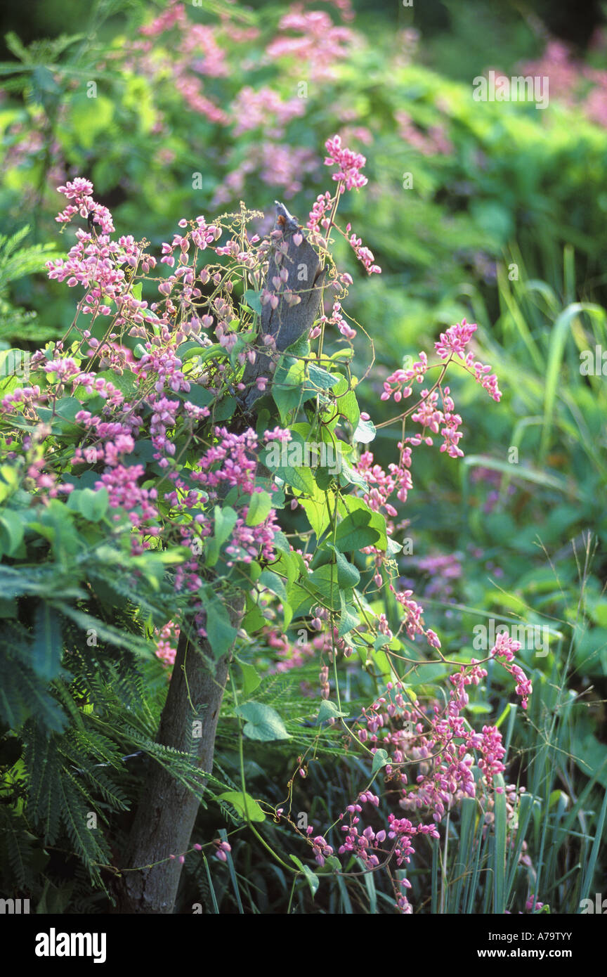 Caribbean pink flowers growing and climbing on a post Stock Photo - Alamy