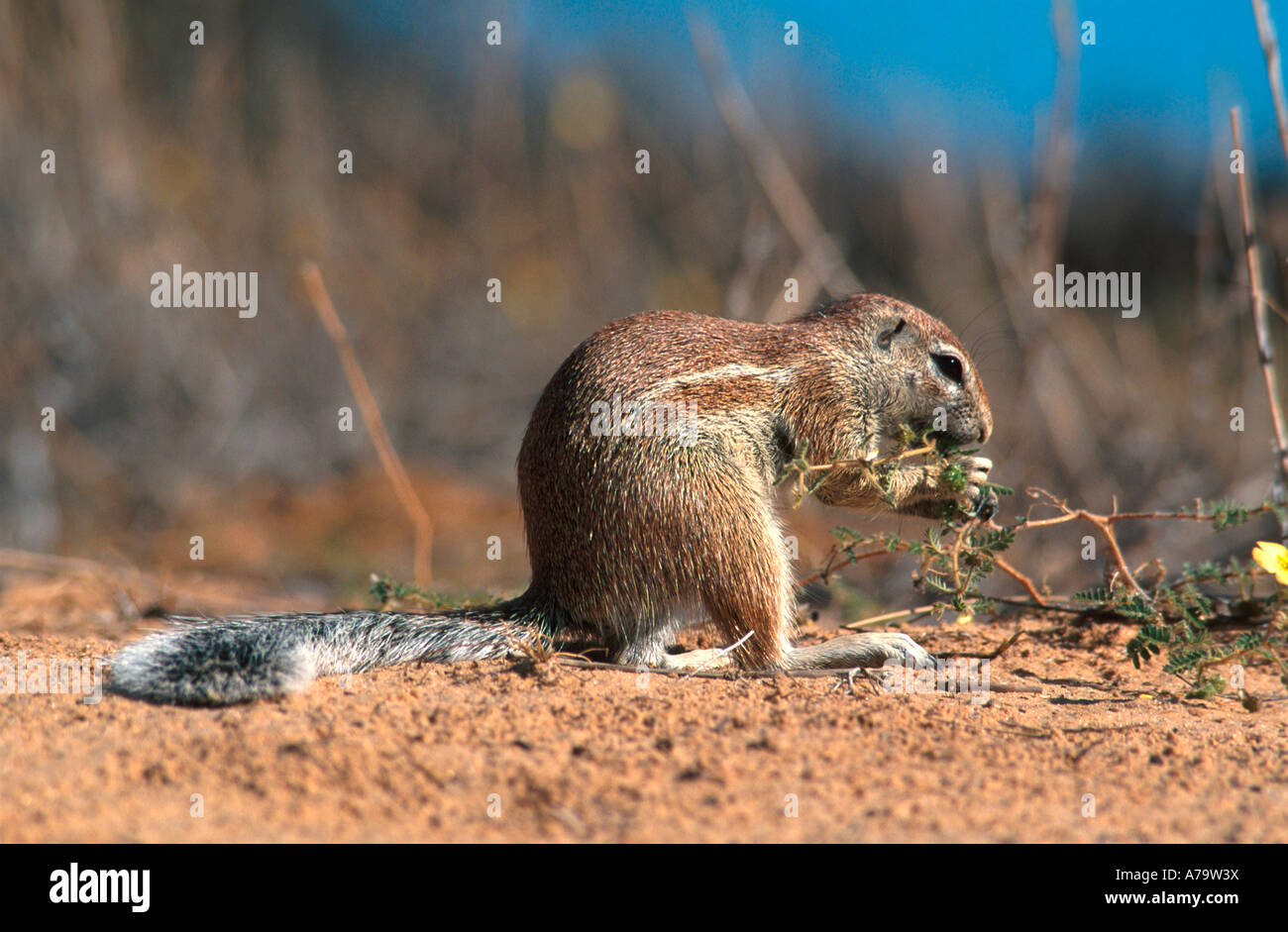 South africa ground squirrel hi-res stock photography and images - Alamy