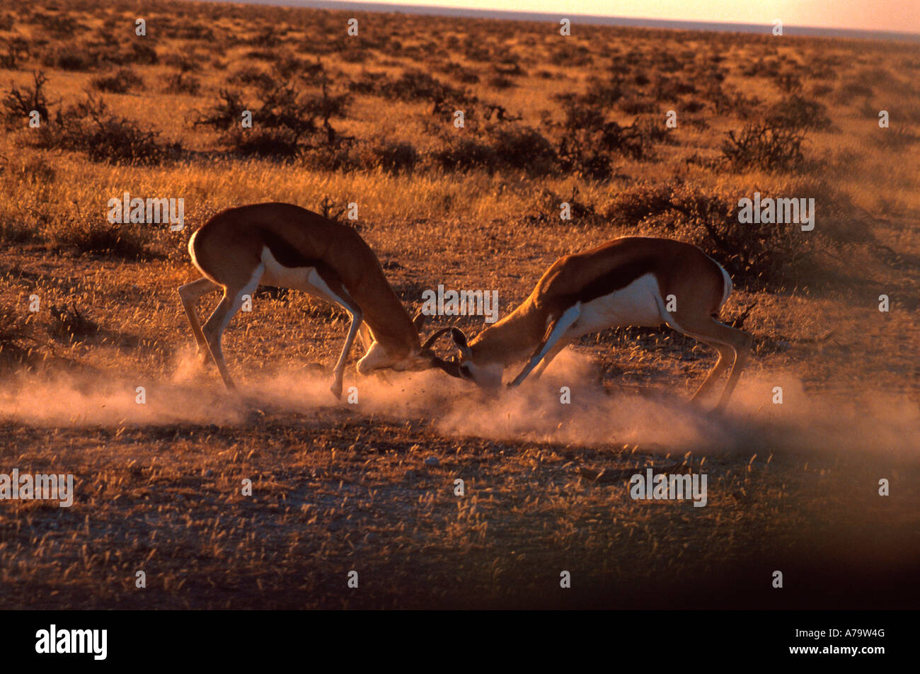 Rams fighting hi-res stock photography and images - Alamy