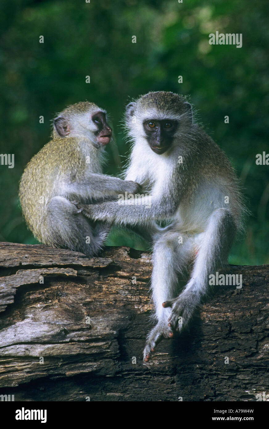 Vervet monkey Cercopithecus pygerythrus pair sitting on a log Kruger ...