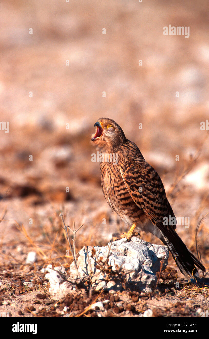 African rock kestrel hi-res stock photography and images - Alamy