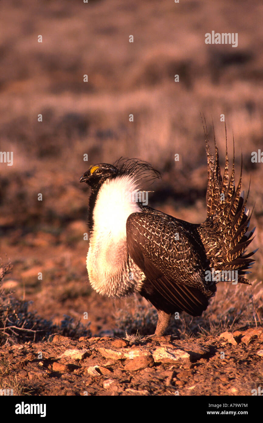Sage grouse male in display Bend Oregon USA Stock Photo - Alamy