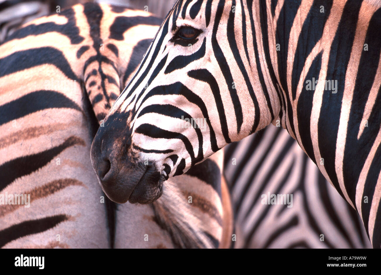 Burchells zebra portrait with stripes of others in background Kruger ...