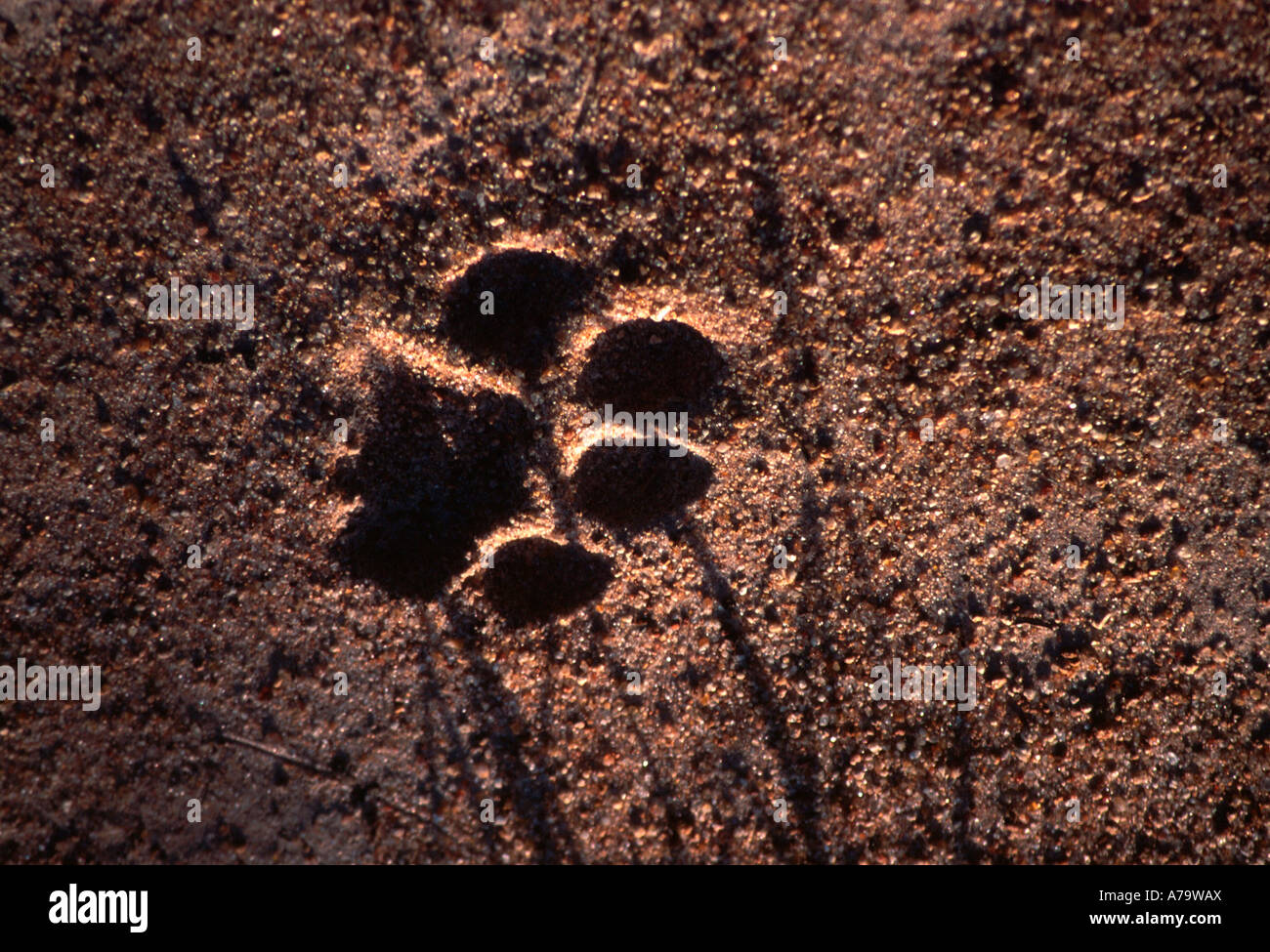 Lion spoor Kruger National Park Mpumalanga South Africa Stock Photo - Alamy