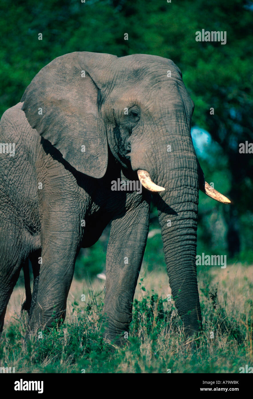 Elephant with dark green tree in background front half of body visible ...