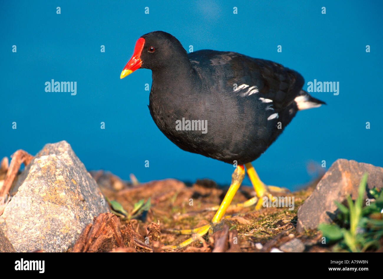 Moorhen Marievale Gauteng South Africa Stock Photo - Alamy