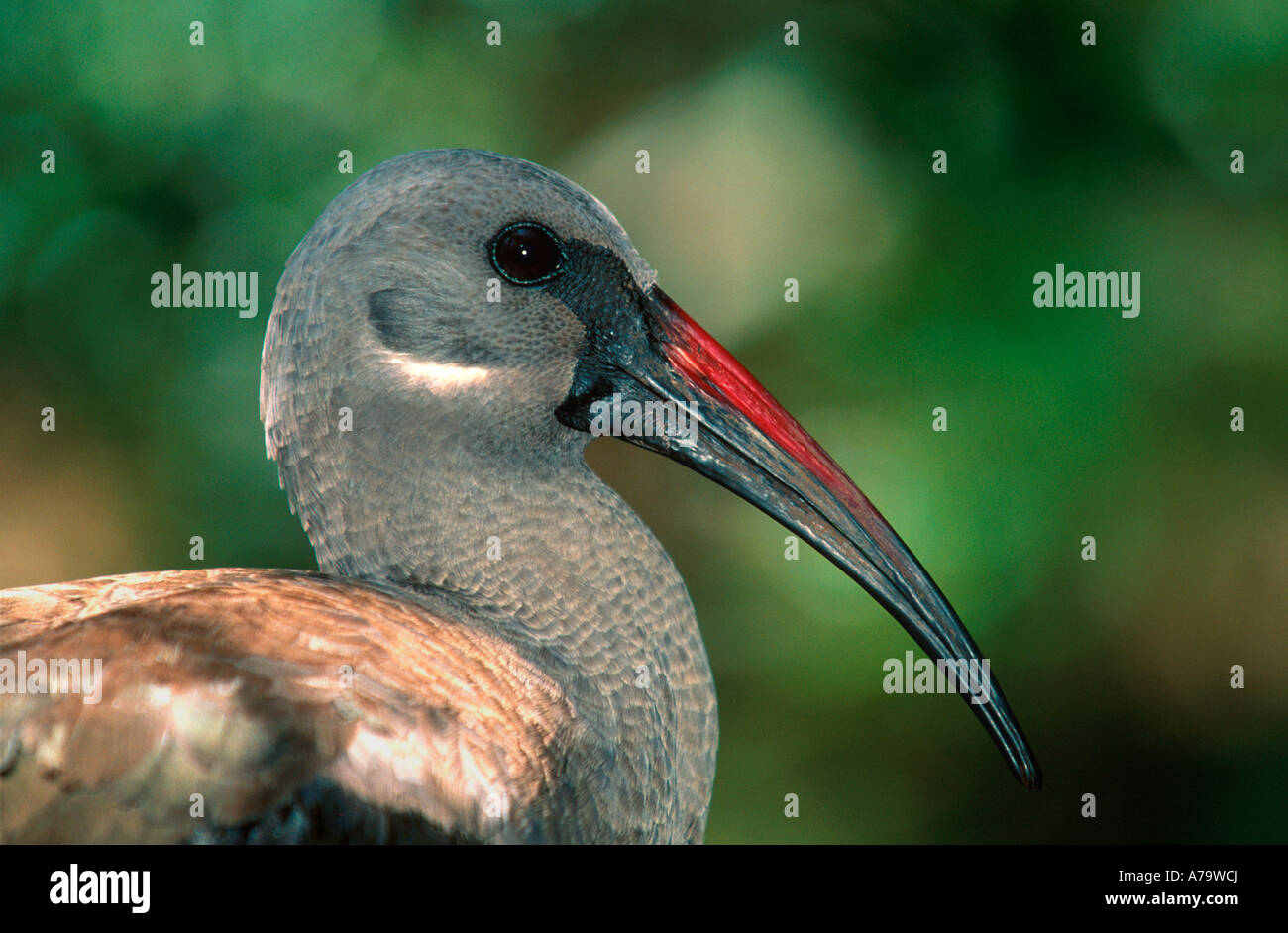 Hadeda ibis portrait Durban Kwazulu Natal South Africa Stock Photo - Alamy