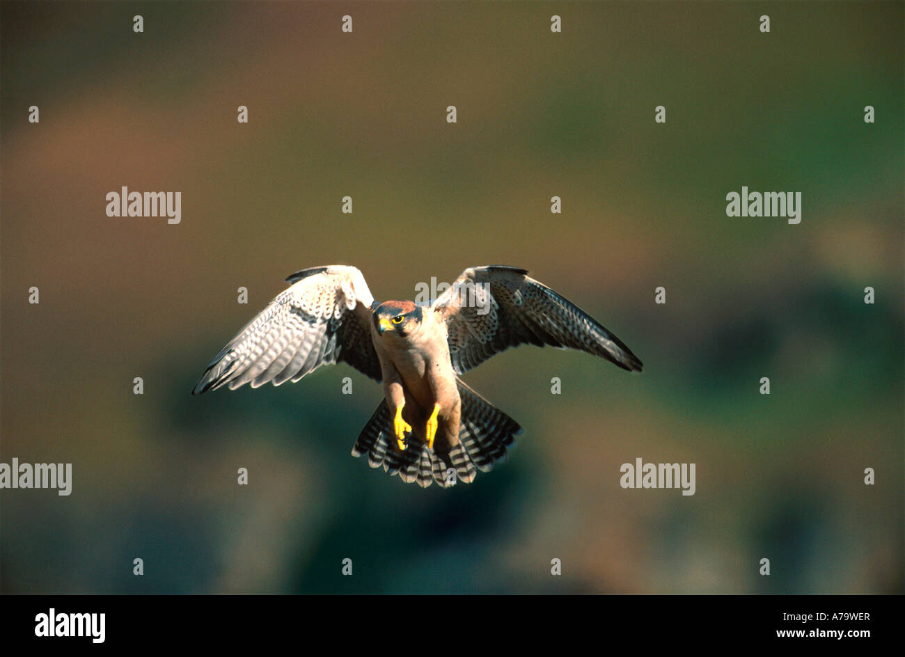 Lanner falcon in flight Giants Castle Kwazulu Natal South Africa Stock ...