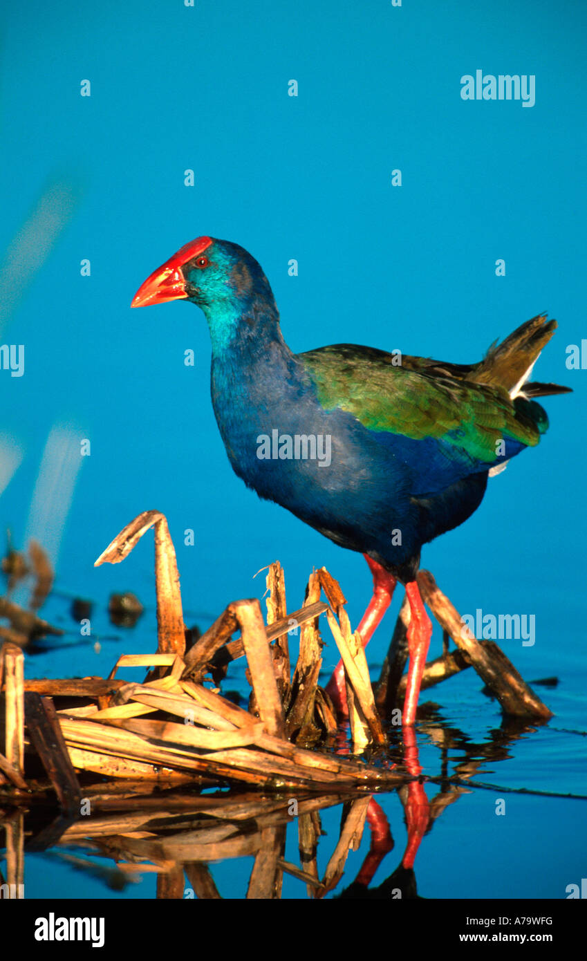 Purple gallinule walking wetland blue birdlife Stock Photo - Alamy