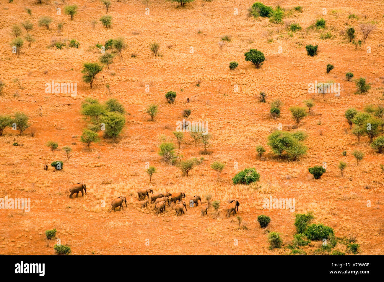 The famous red elephant elefant in the wide landscape of TSAVO WEST red ...