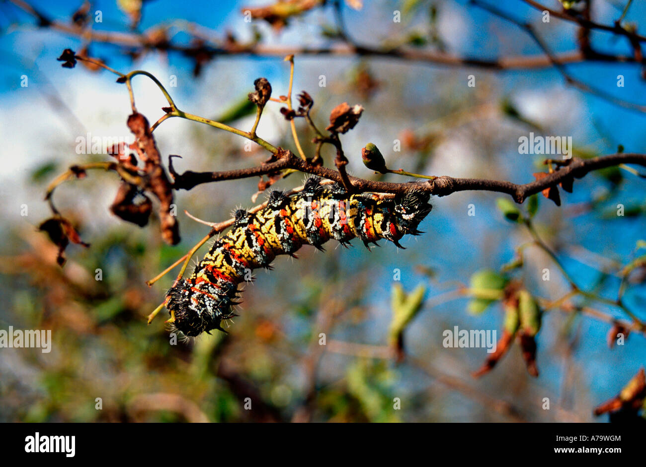 Mopane worm hi-res stock photography and images - Alamy
