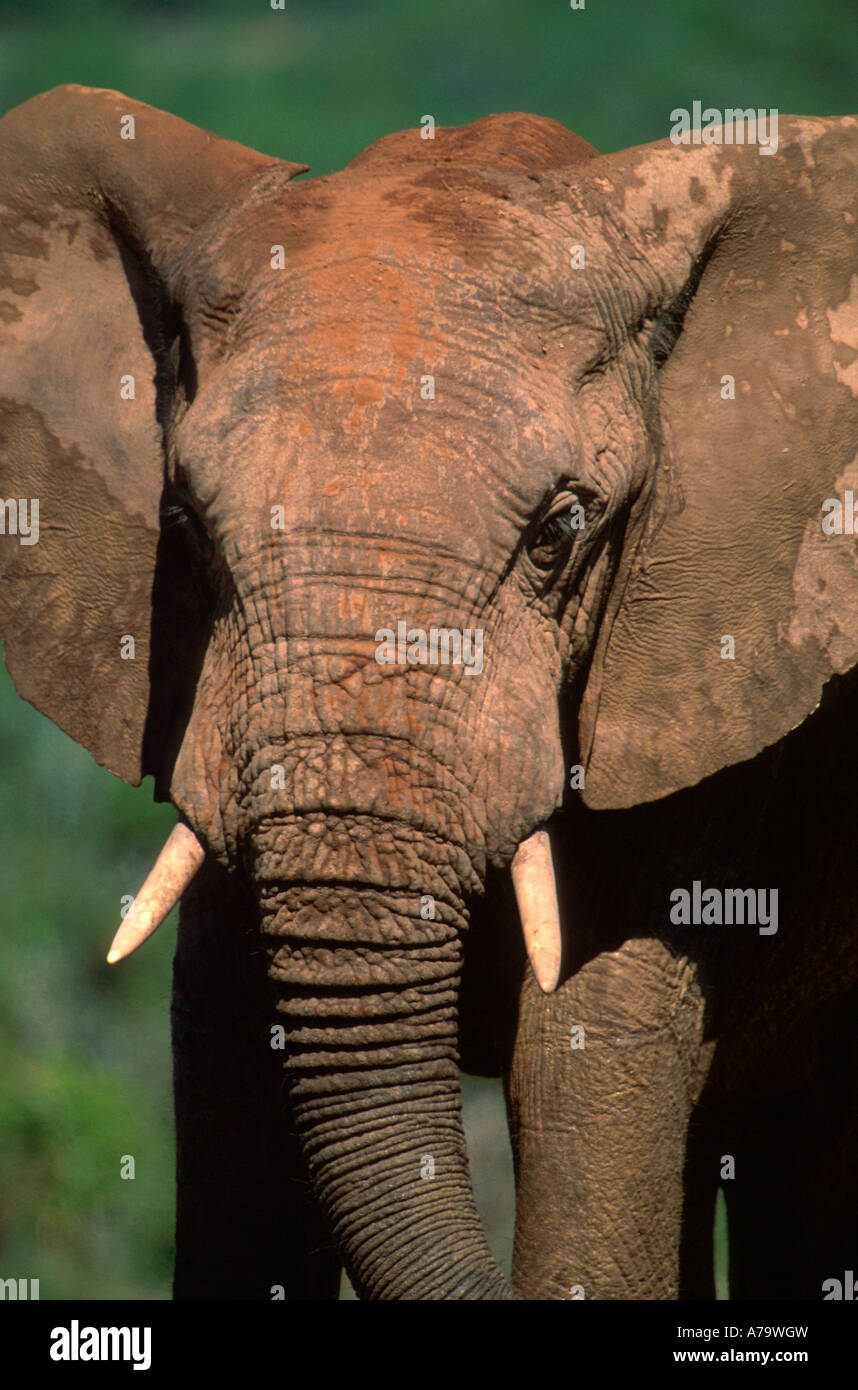 Elephant portrait head on Addo Elephant Park Eastern Cape South Africa ...