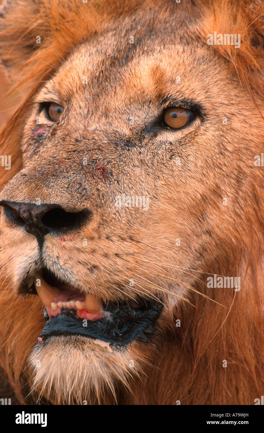 Male lion portrait cropped tight Kruger National Park Mpumalanga ...