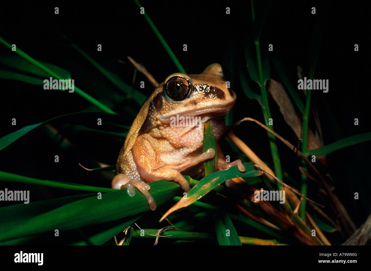 Brown backed tree frog sitting on reeds Buffelshoek Private Game ...