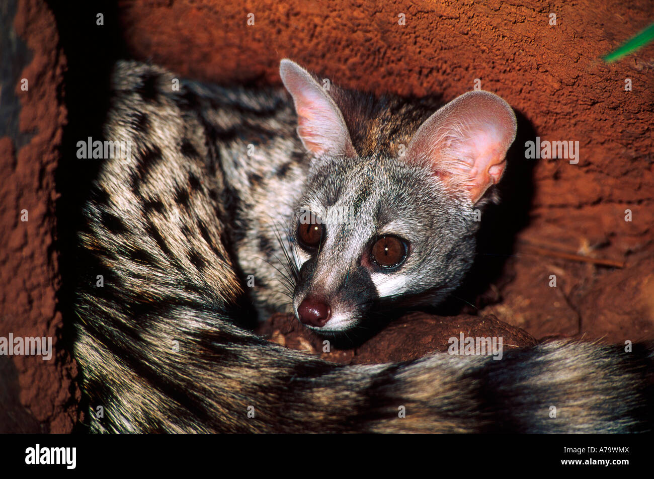 Small Spotted Genet High Resolution Stock Photography and Images - Alamy